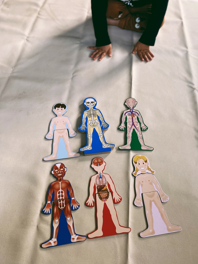 Head, Shoulders, Knees, and Toes