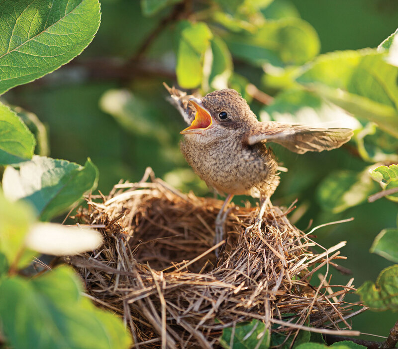 Movements: Fly Away, Birdie