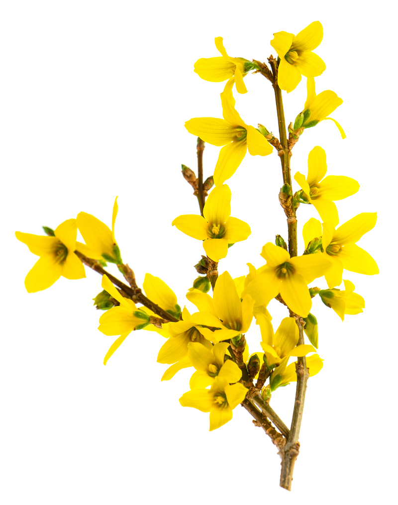 Explore Yellow Flowers