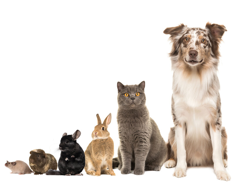 Pet Shapes and Sizes