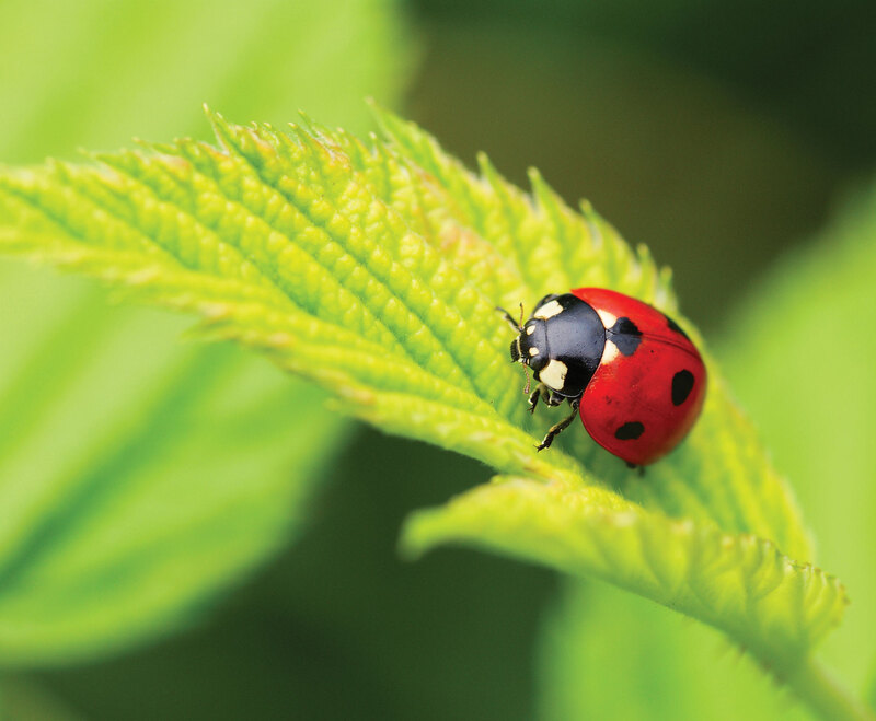 Movements: Critters in My Garden