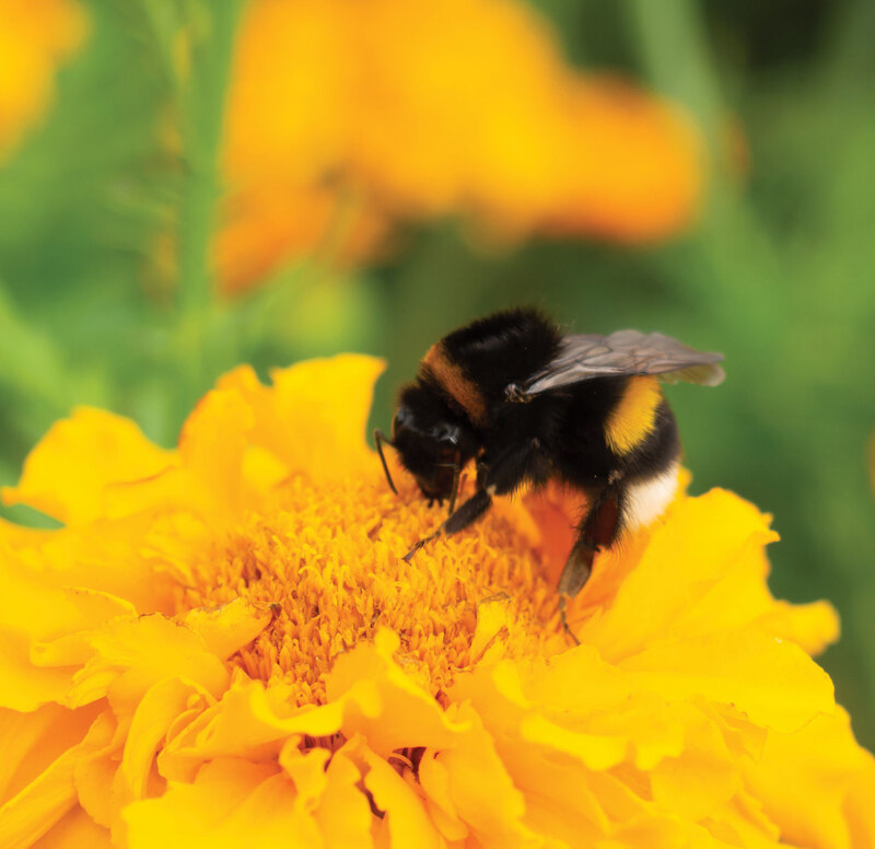 Movements: Bumblebee Buzzing Chairs