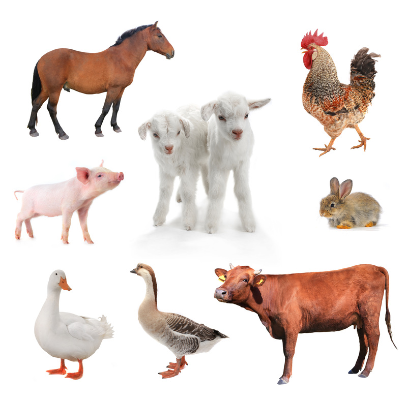 Storytime: Farm Animal Charades