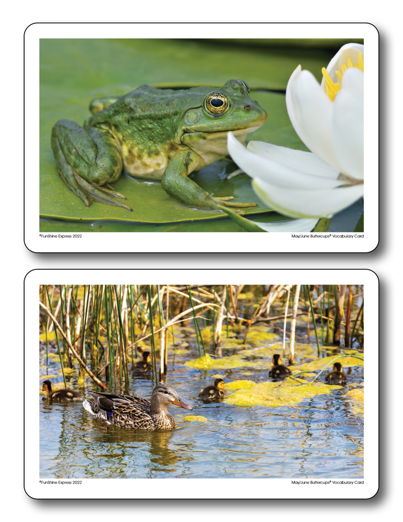 Vocabulary for Pond Life: Infant