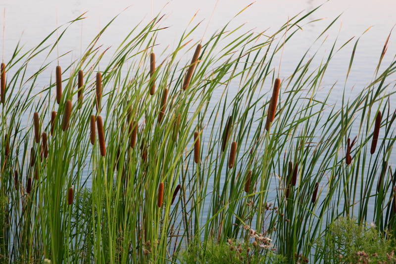 Cattail Exploration