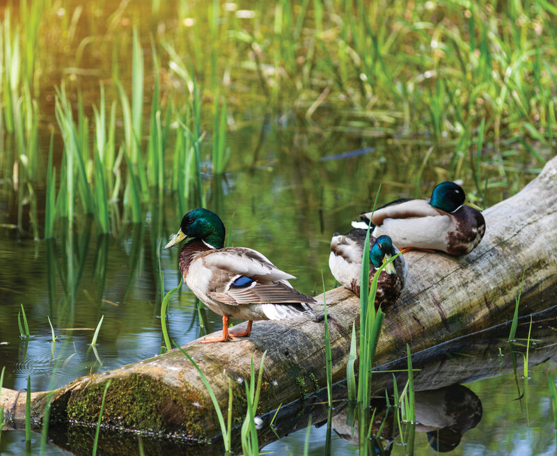 Ducks on a Log