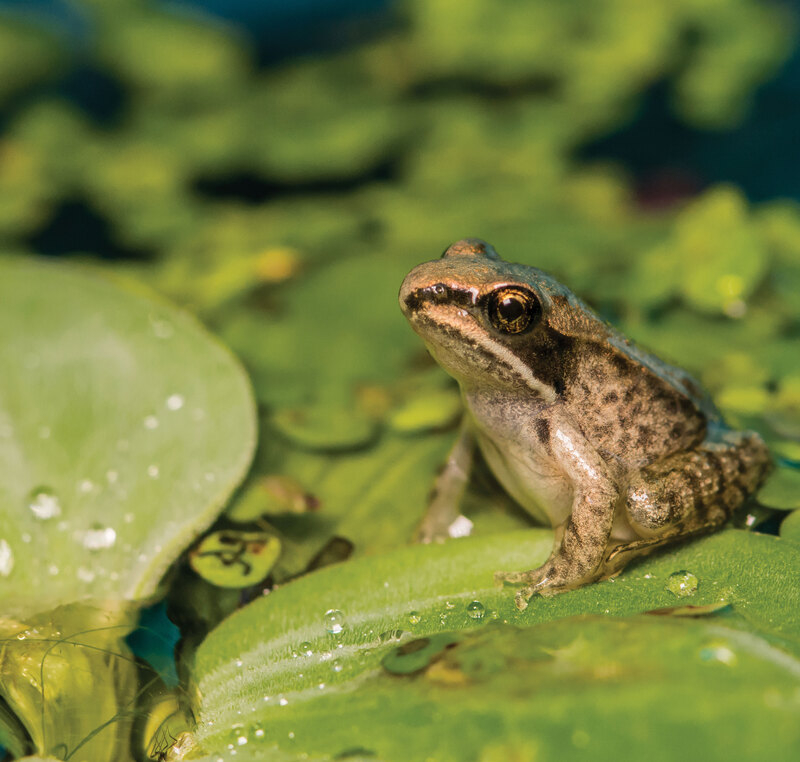 Movements: Frog Race