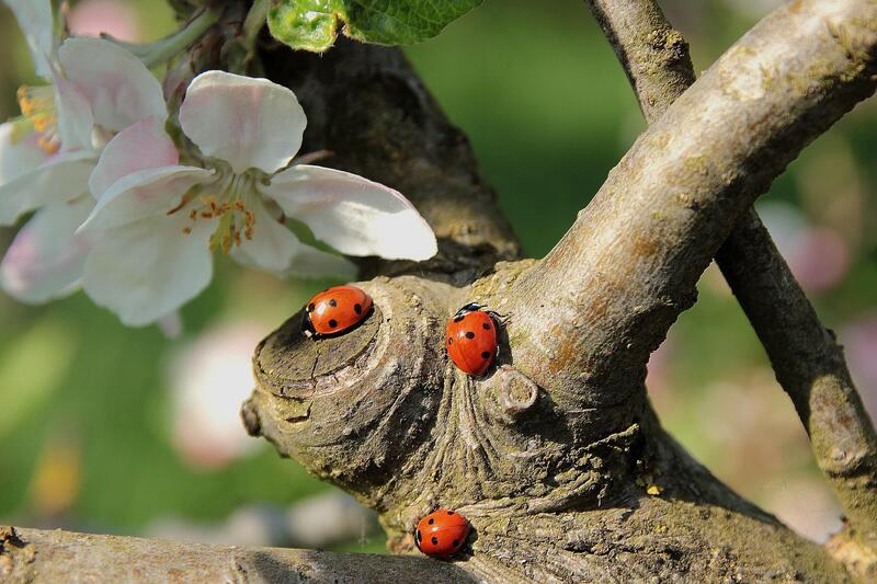 Helpful Ladybugs