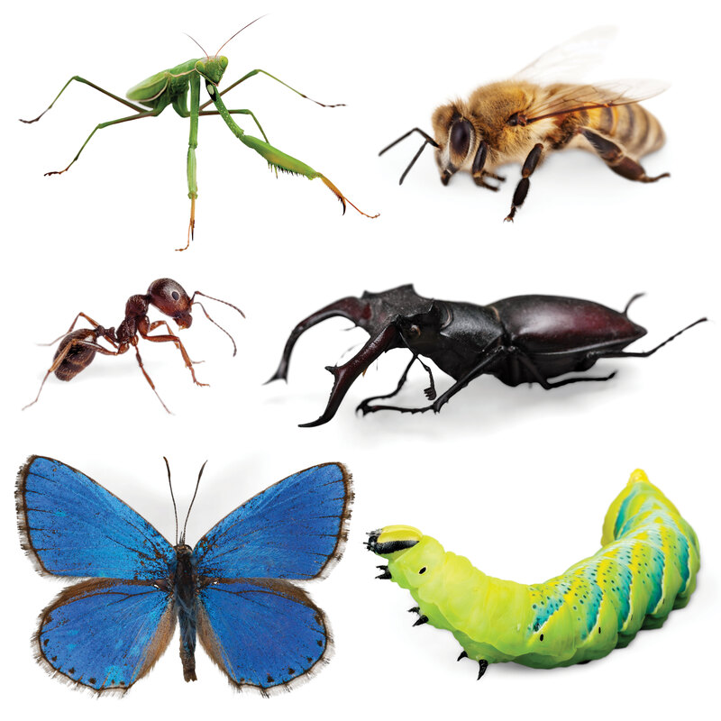 Movements: Bouncin' Bugs