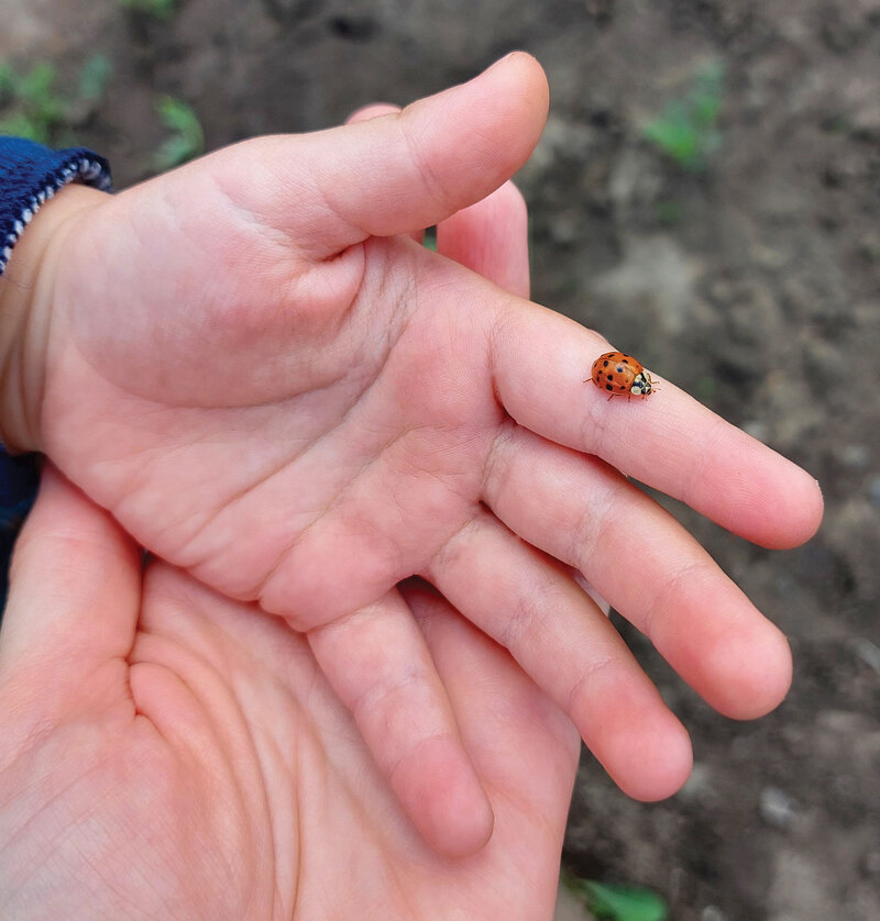 Movements: Catch a Ladybug