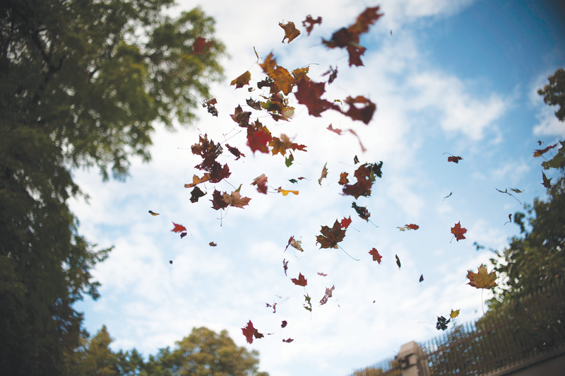 Movements: Falling Leaves